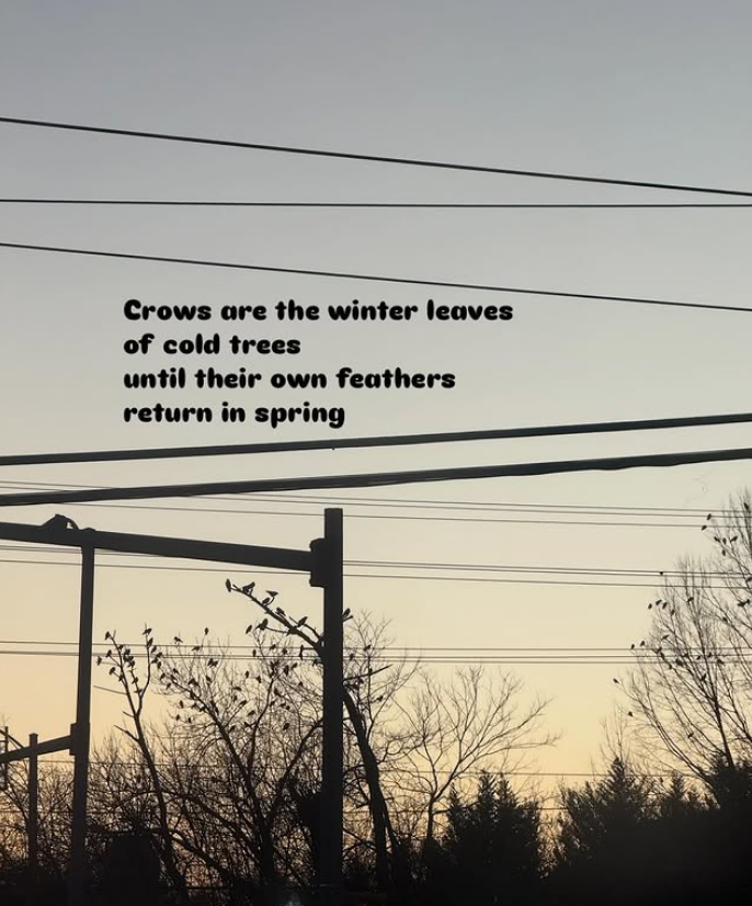 Crows: A Short Poem from David O’Boyle’s Universe to yours – David O ...